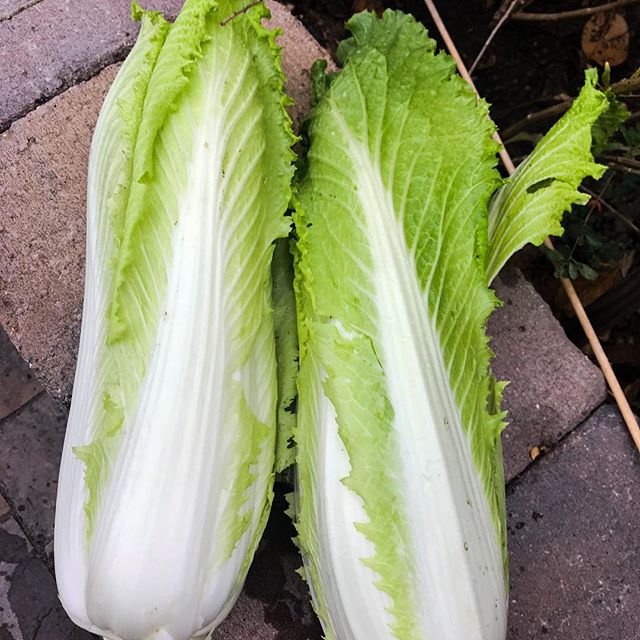 Weee! - Long Napa Cabbage