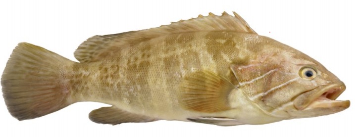 Netuno Wild Caught Whole Grouper, Fully Cleaned, Frozen - Weee!